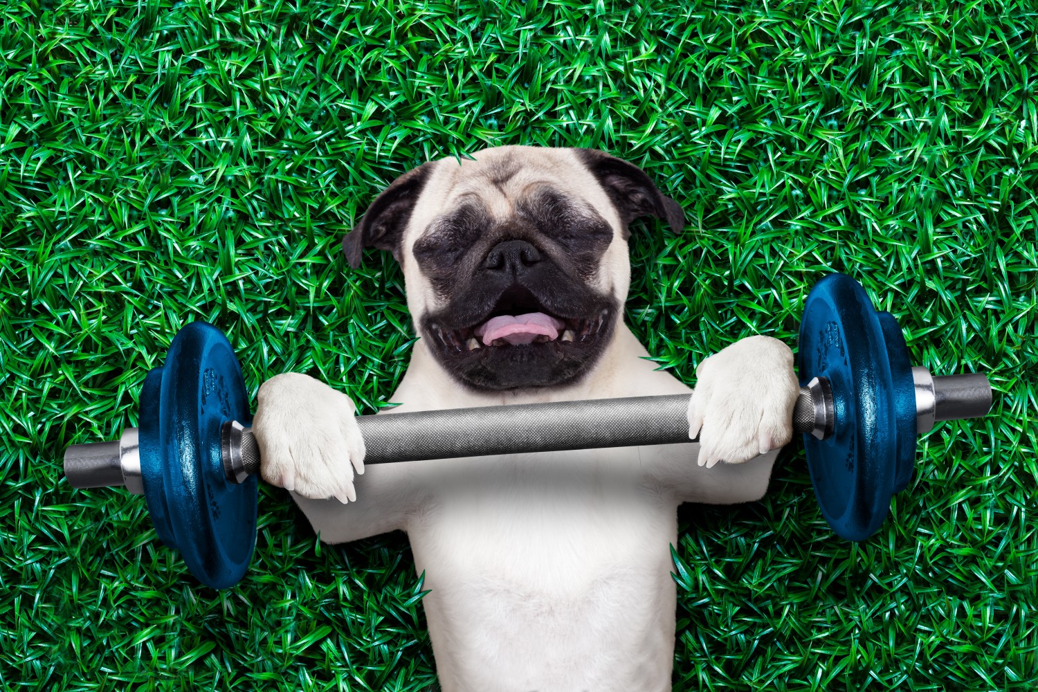 A Tired Dog Is A Happy Dog Learn How To Exercise Your Dog A Tired Dog Is A Happy Dog Learn How To Exercise Your Dog