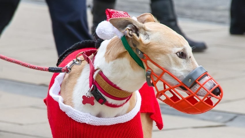 Let's Talk Muzzles: The Hows and Whys of Muzzling Dogs