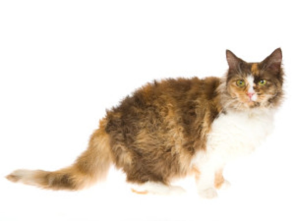 LaPerm Cat | Breed Characteristics, Personality & Common Health Issues
