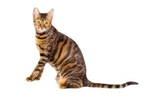 Toyger Cat | Breed Information, Personality & Common Health Issues