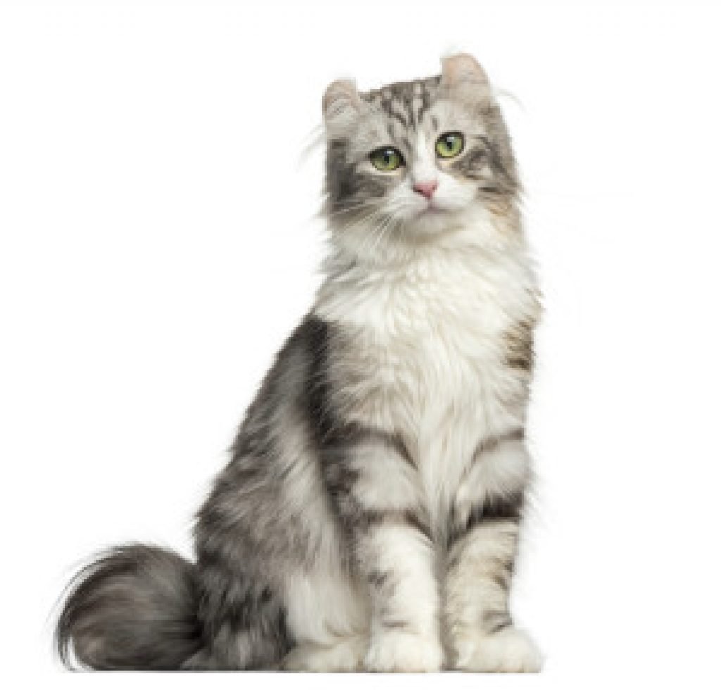 American Curl Cat | Breed Characteristics, Personality & Health Problems