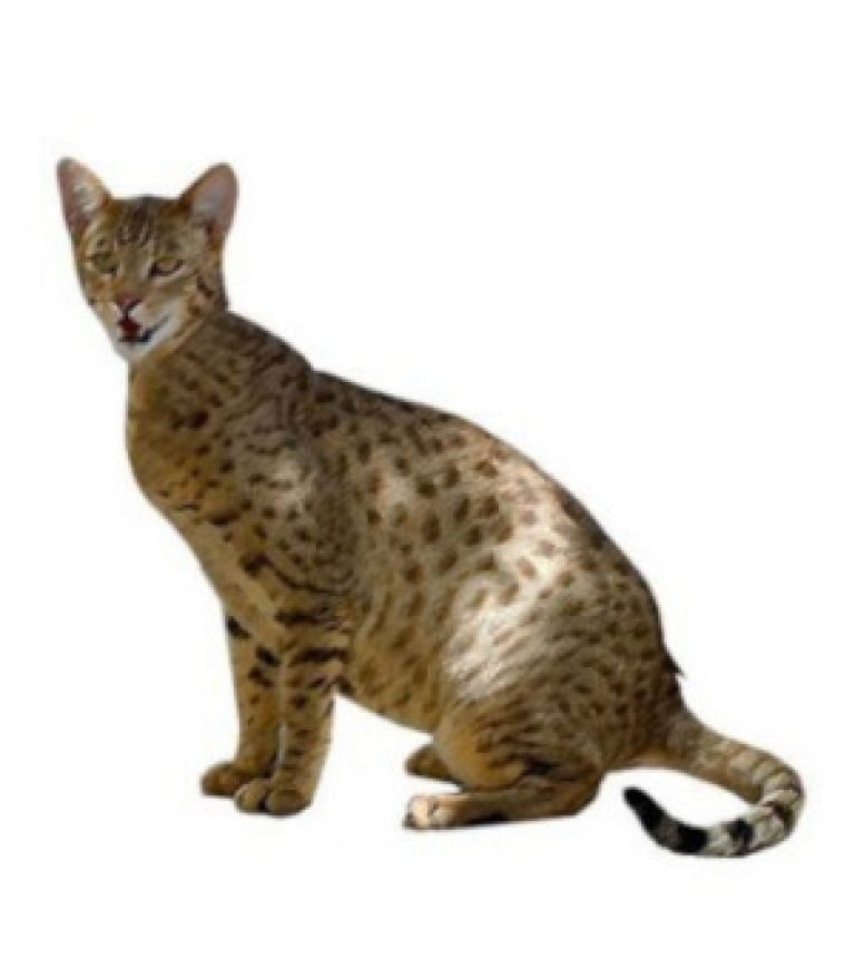 Ashera Cat | Breed Information, Personality & Common Health Problems