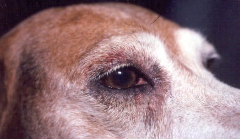 Progressive Retinal Atrophy In Dogs | Causes, Symptoms, and Treatment