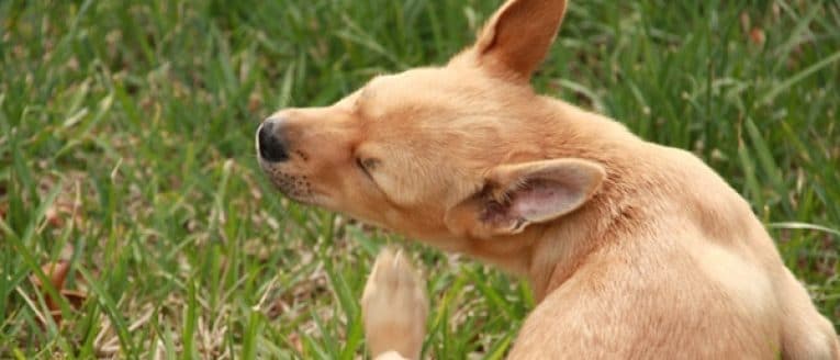 Cataracts in Dogs: Causes, Signs, and Treatment - Dr. Elliot - Pet ...