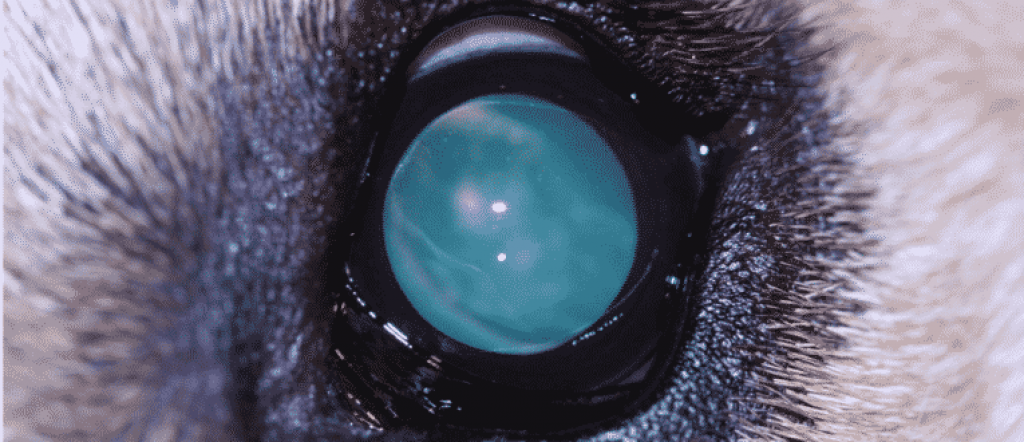 Cataracts in Dogs: Causes, Signs, and Treatment - Dr. Elliot - Pet ...