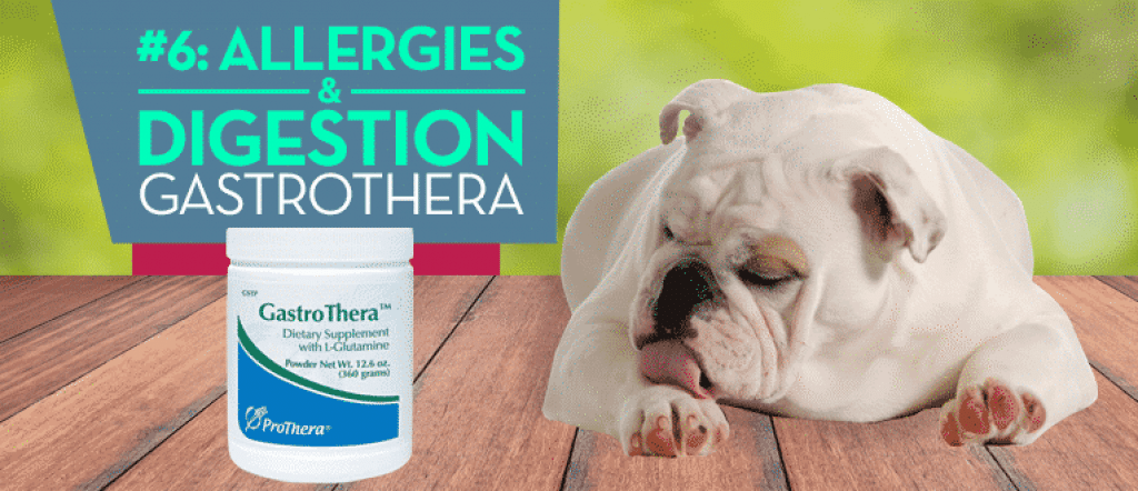 10 Best Health Products for Your Dog | Keep Them Happy and Healthy
