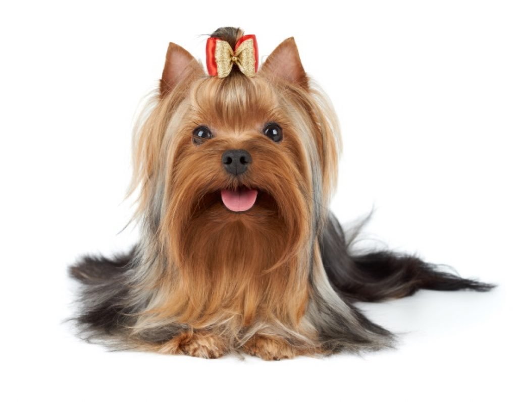 Yorkshire Terrier Breed Information and Pet Insurance
