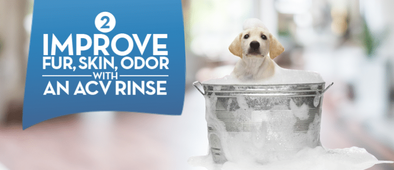 Apple Cider Vinegar for Dogs | 17 Proven Benefits