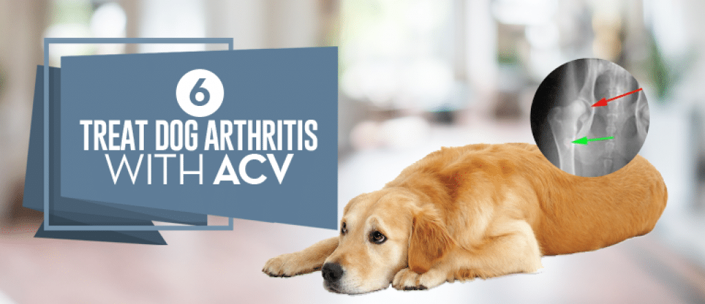 Apple Cider Vinegar for Dogs | 17 Proven Benefits