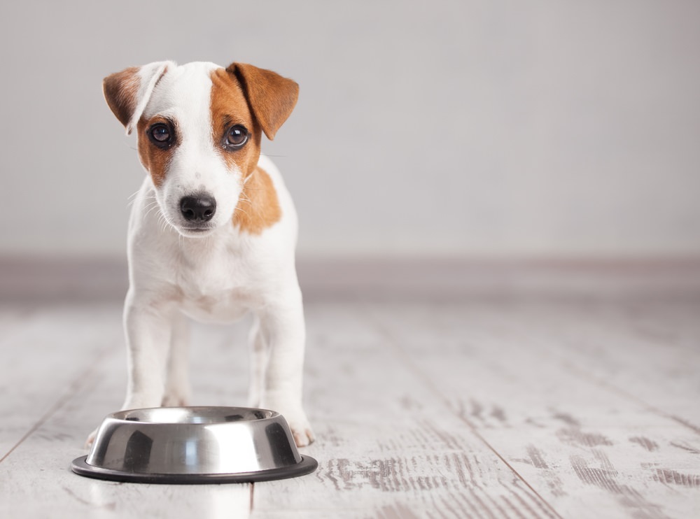 24PetWatch Review | Is Pet Insurance From 24PetWatch Worth It? | Pet ...