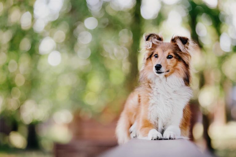 Nasal Solar Dermatitis In Dogs | Diagnosis, Causes, Treatments