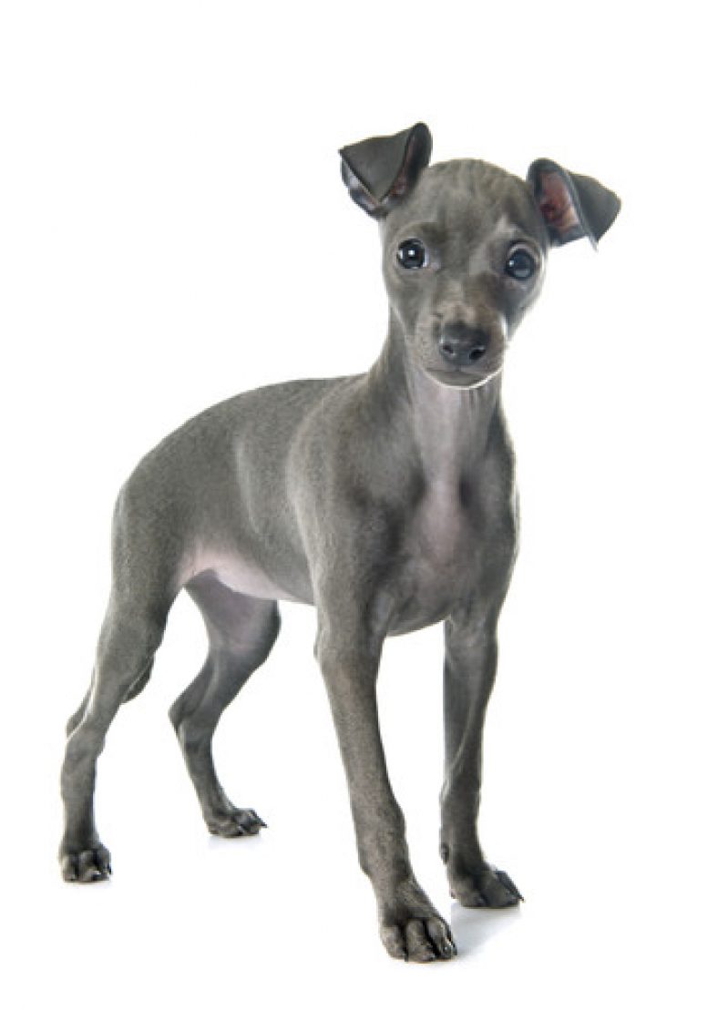 Italian Greyhound | Dog Breed Information, Personality & Health Concerns