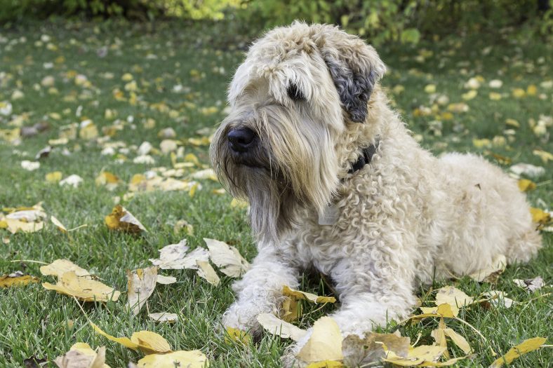 Soft Coated Wheaten Terrier | Breed Information, Personality, and More