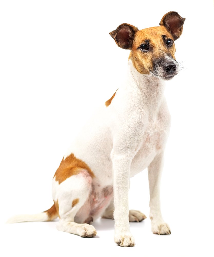 Fox Terrier Dog | Breed Information, Personality & Common Health Issues