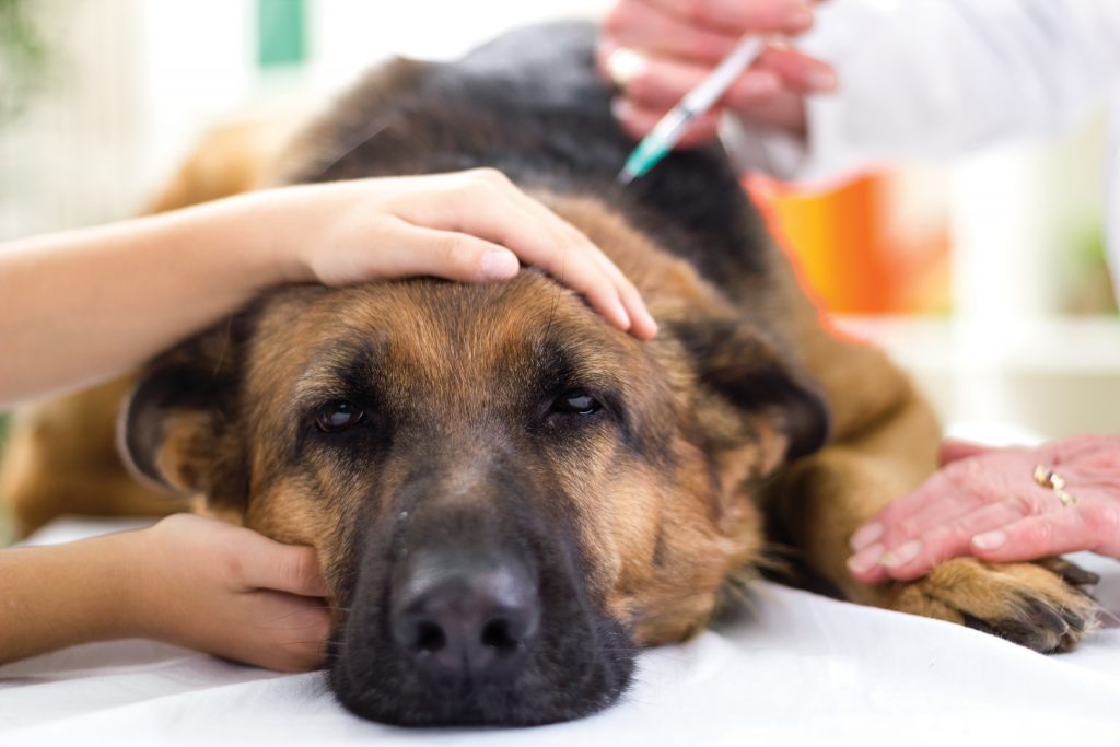 The Dog Flu | Canine Influenza Symptoms, Diagnosis & Treatment